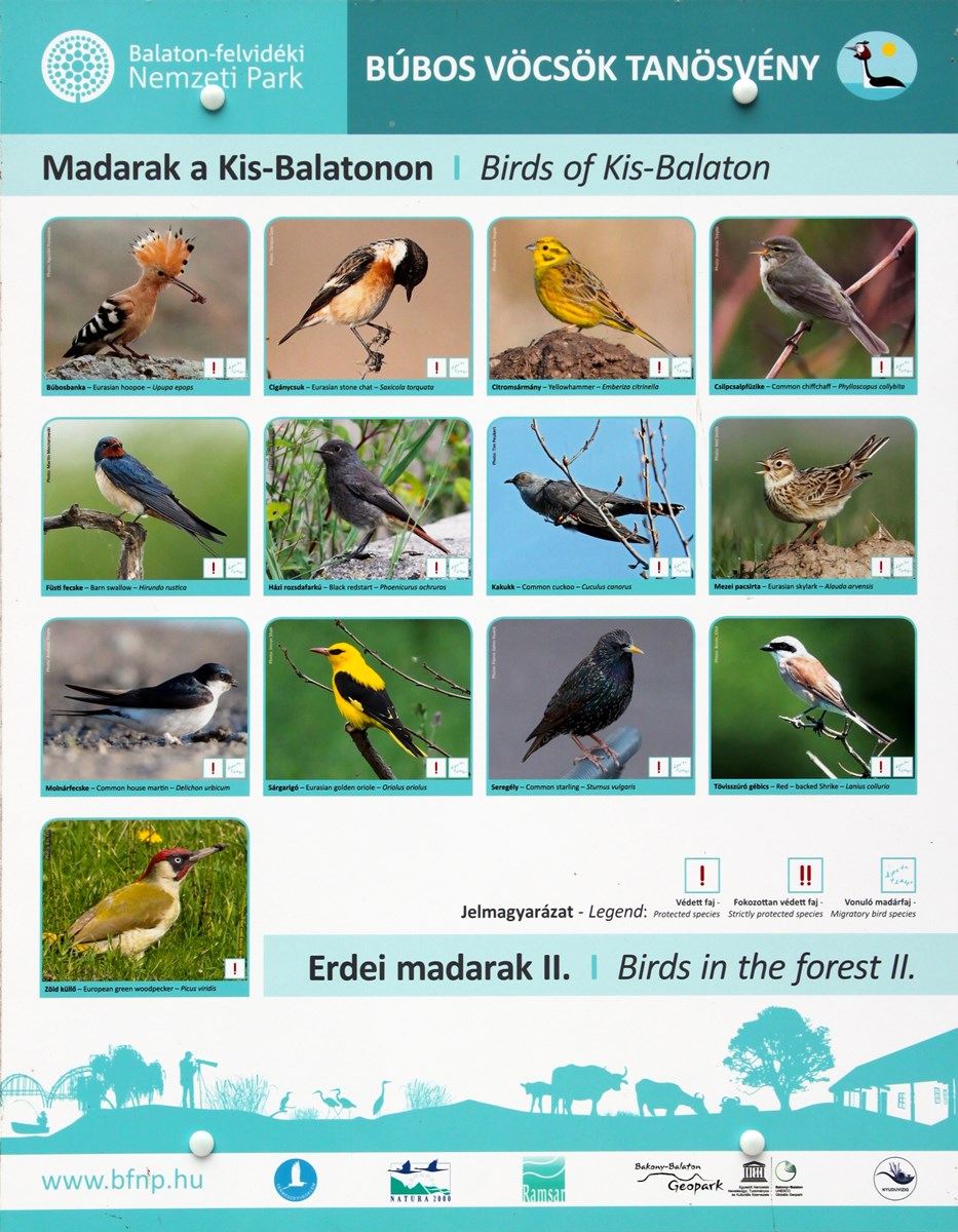 Kis-Balaton 40. – A Kányavári-sziget 37. - Erdély