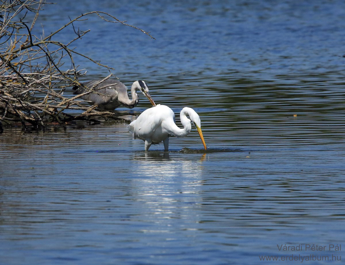 Kis-Balaton - Varázslatos vízi világ 1. - Erdély